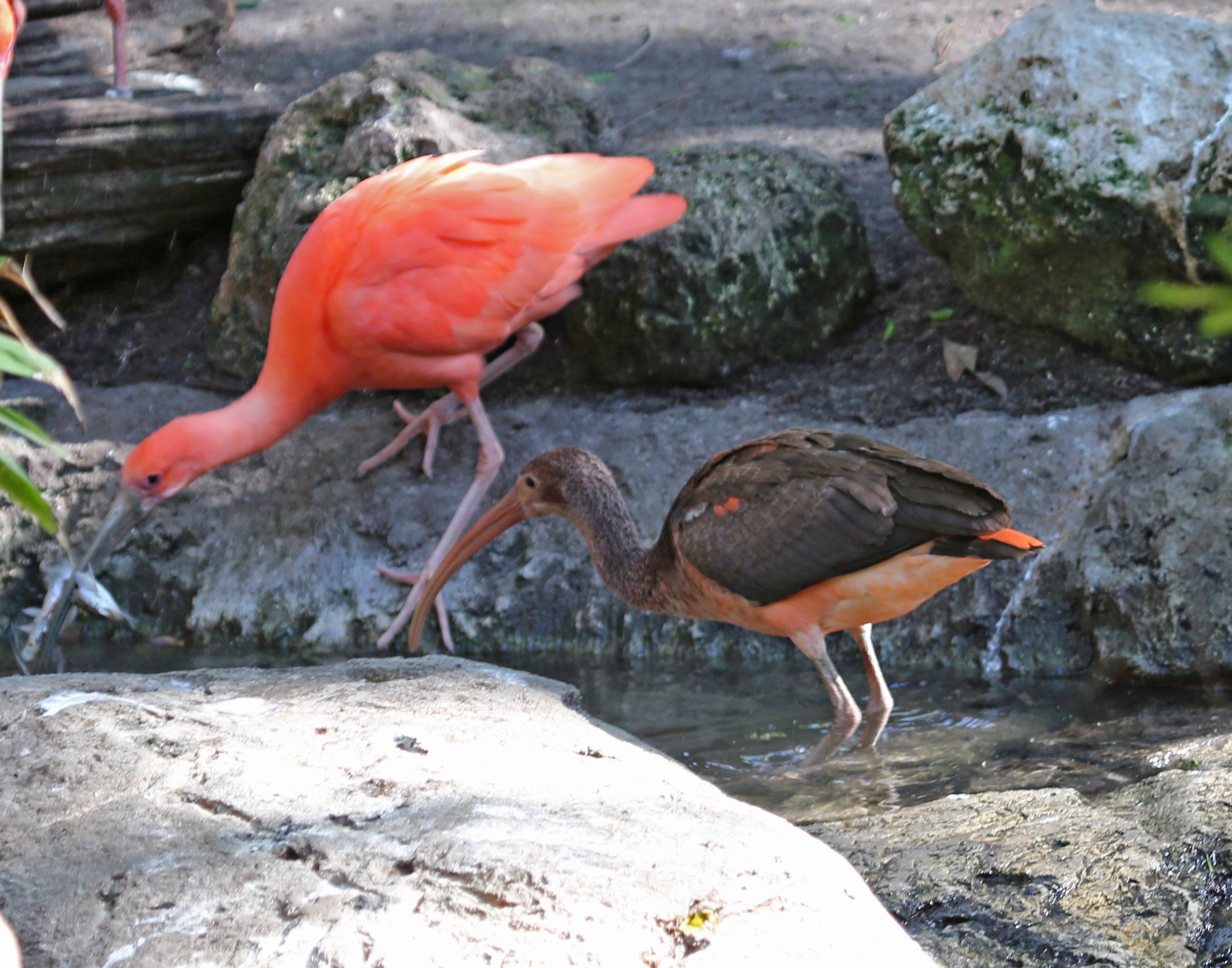 Pictures And Information On Scarlet Ibis Pictures And Information On Scarlet Ibis