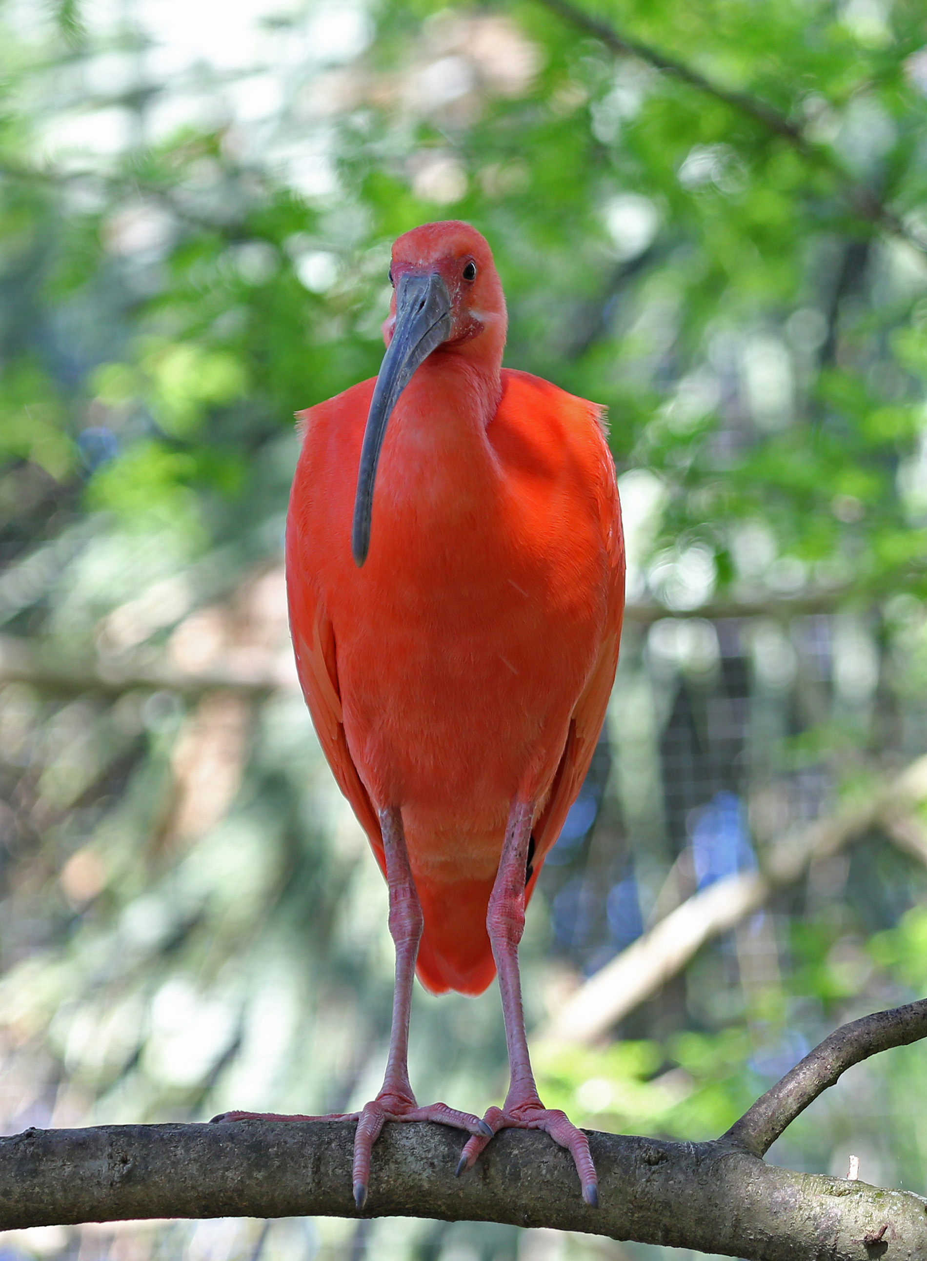 Pictures And Information On Scarlet Ibis Pictures And Information On Scarlet Ibis
