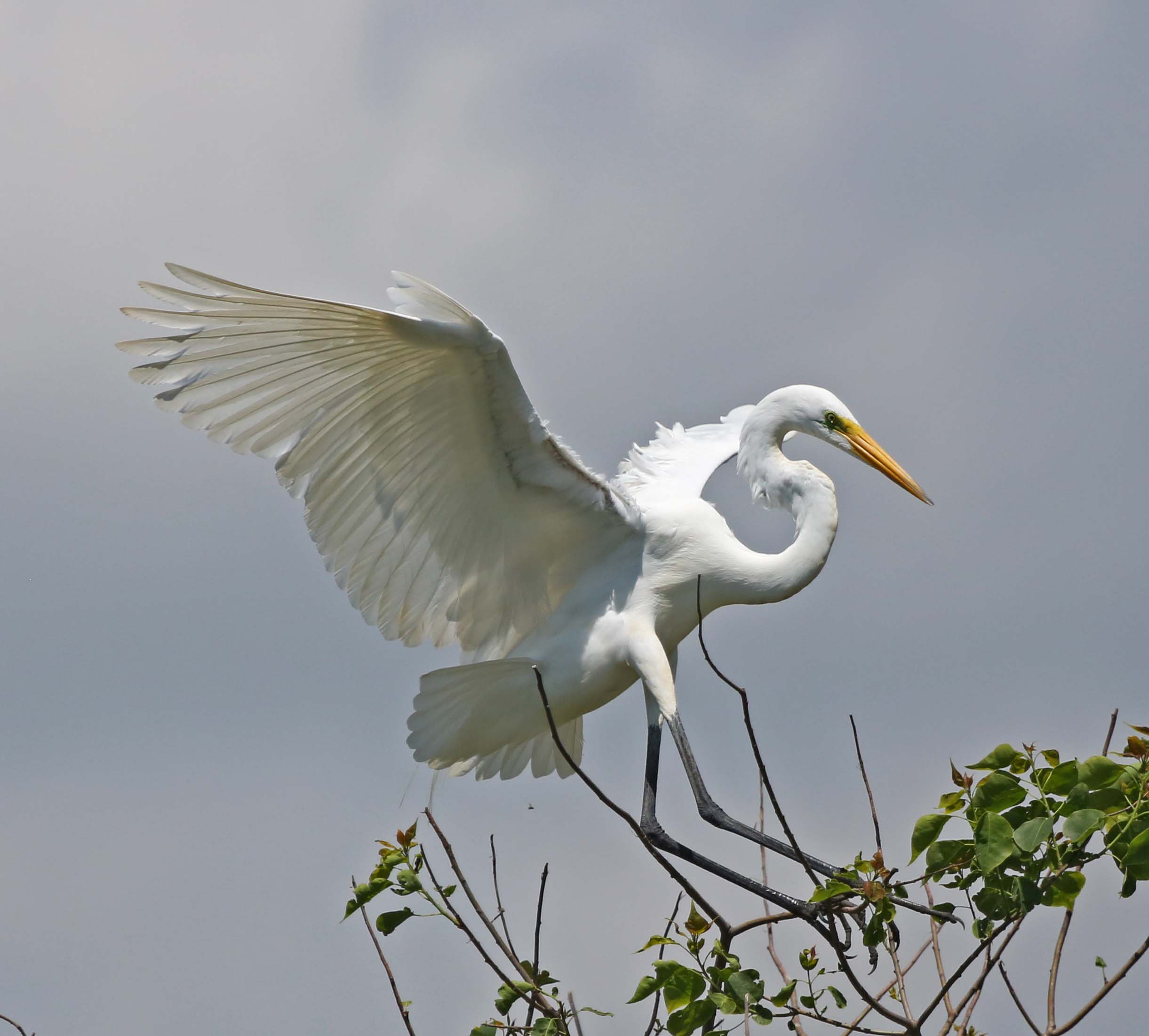 Pictures And Information On Great Egret Pictures And Information On Great Egret